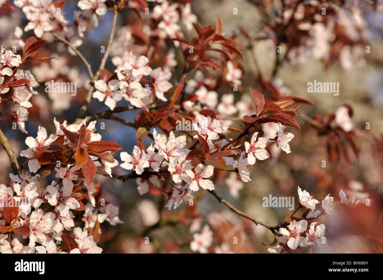 Cherry plum species hi-res stock photography and images - Alamy
