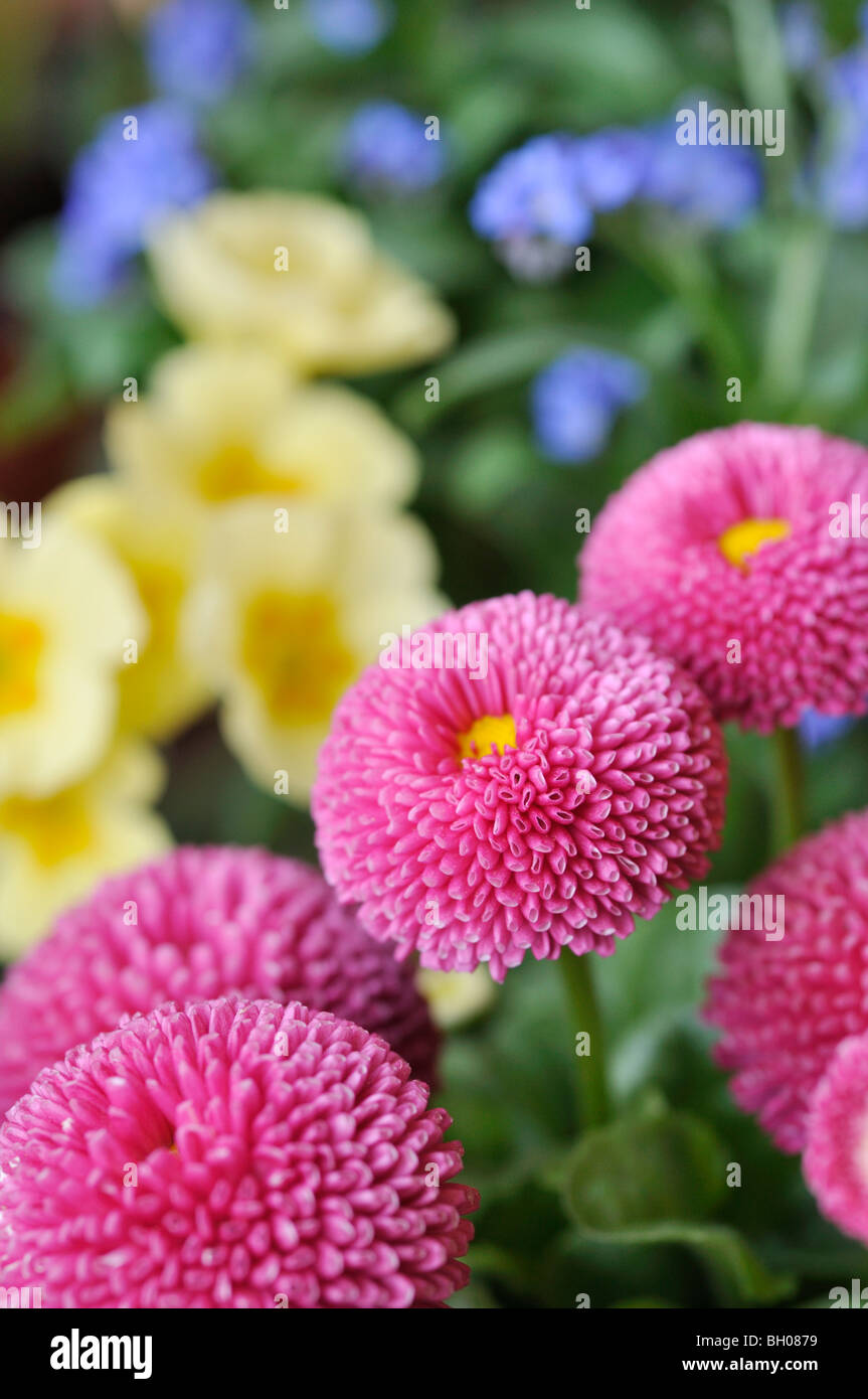 Common daisy (Bellis perennis Stock Photo - Alamy