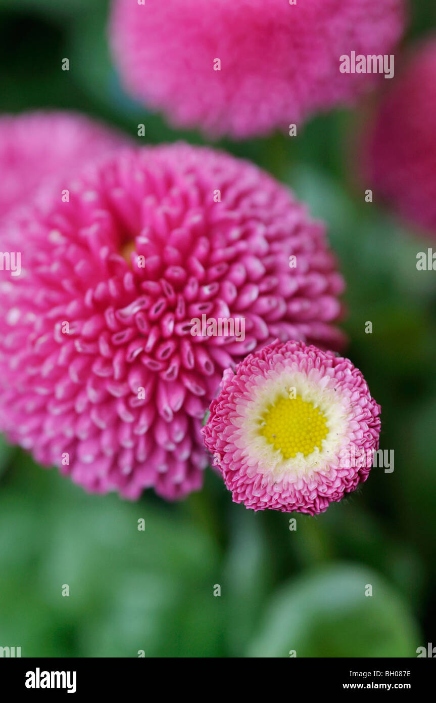Common daisy (Bellis perennis Stock Photo - Alamy