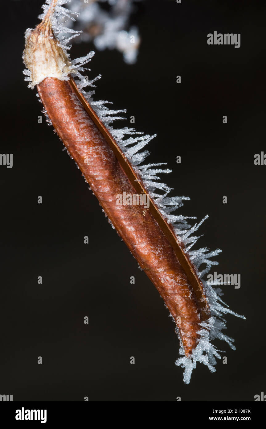 Brown seed pod hi-res stock photography and images - Alamy