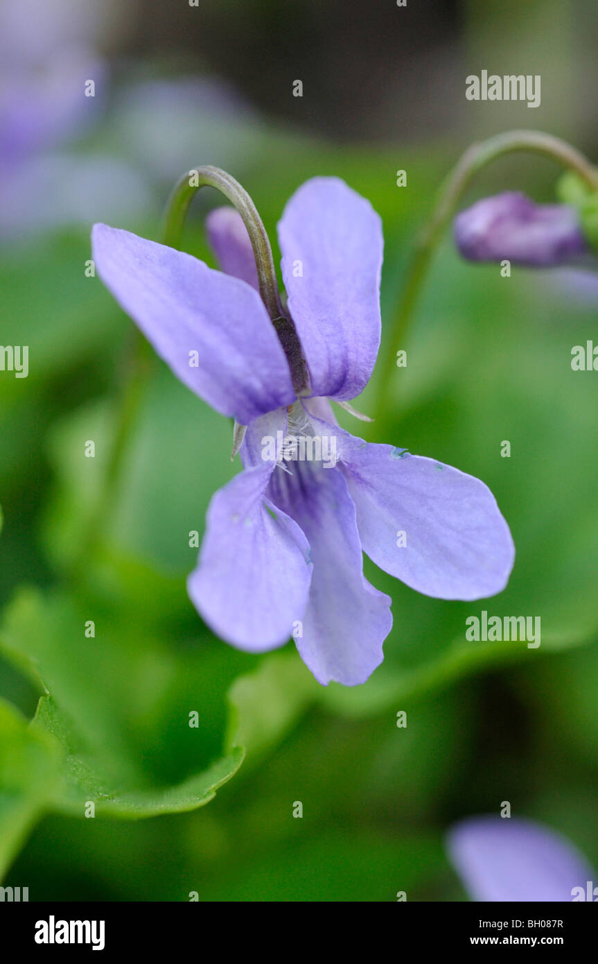 Canadian violet (Viola canadensis Stock Photo - Alamy