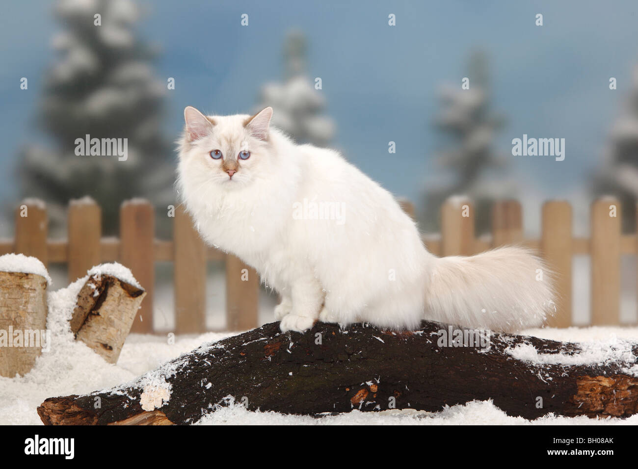 Sacred Cat of Birma, tomcat, chocolate-tabby-point / Birman, side Stock ...