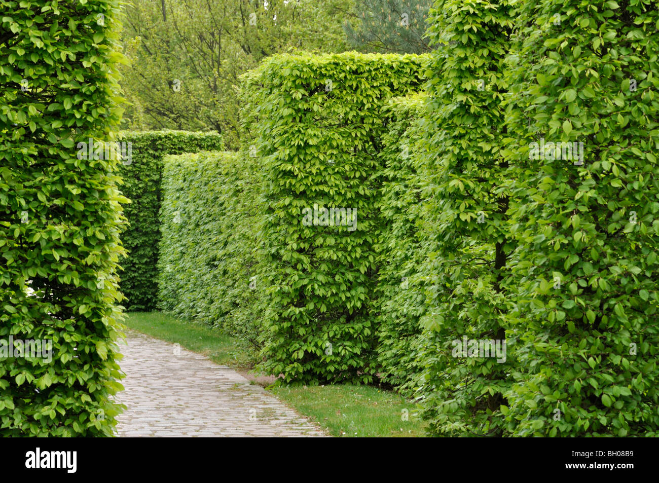 Hornbeam topiary ball or dome hi-res stock photography and images - Alamy
