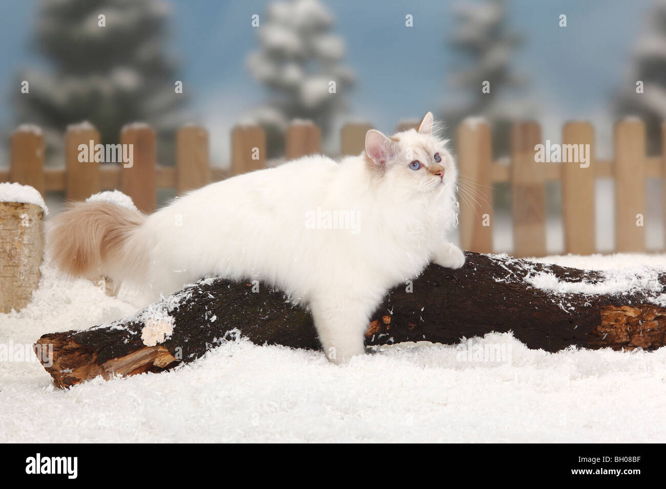 Sacred Cat of Birma, tomcat, chocolate-tabby-point / Birman Stock Photo ...