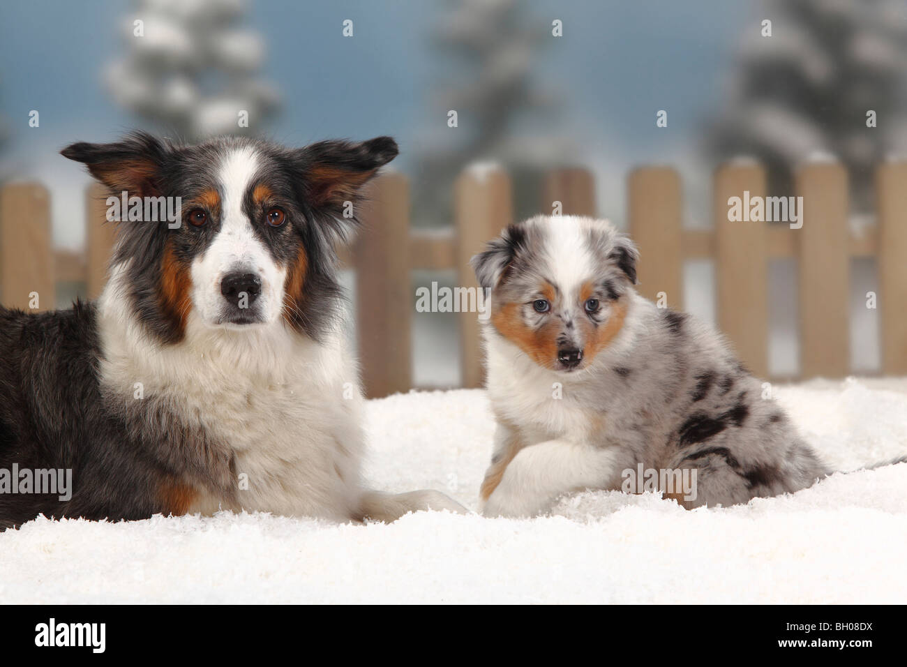 Red Merle Australian Shepherd Mix