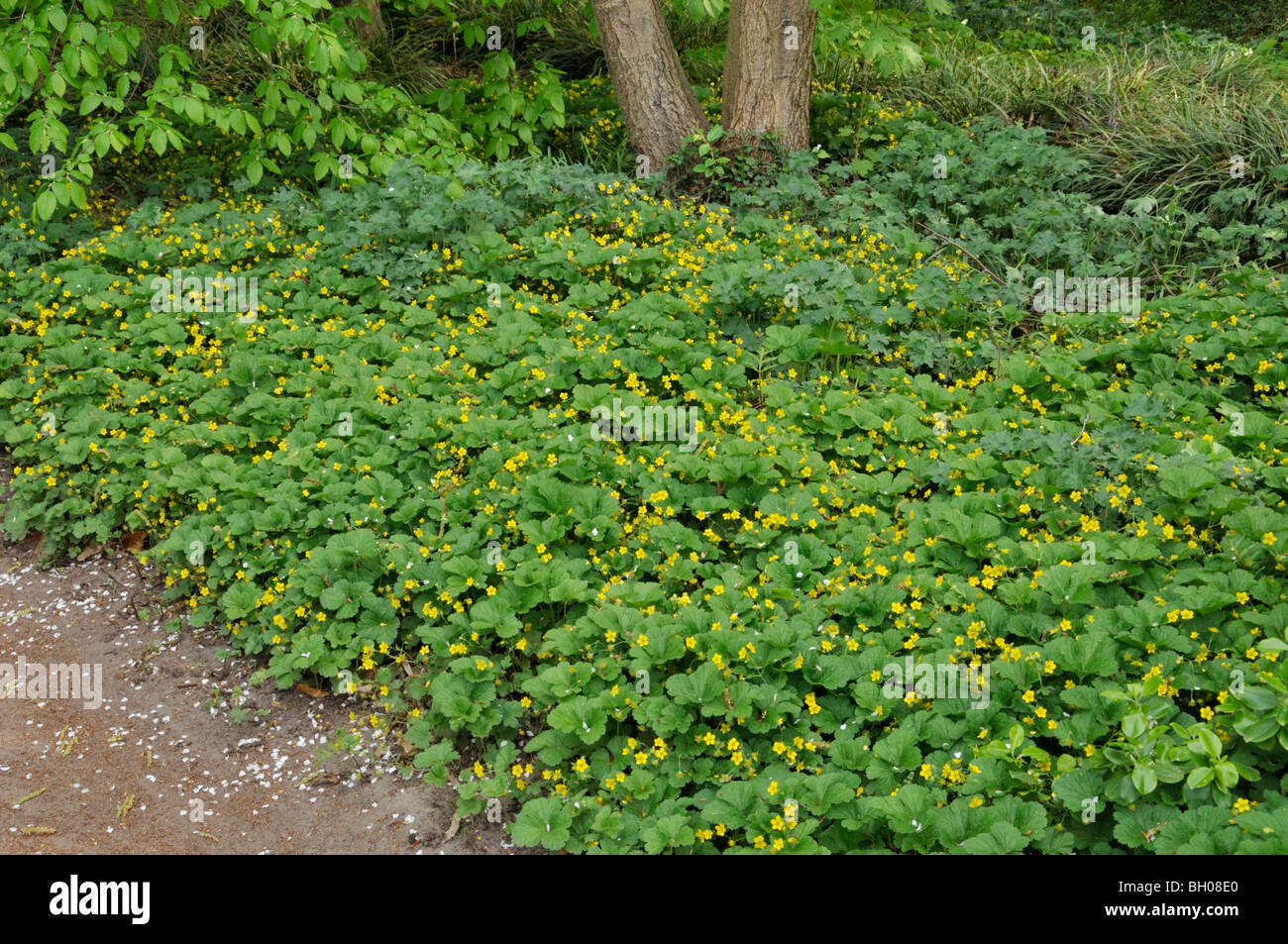 Waldsteinia geoides hi-res stock photography and images - Alamy
