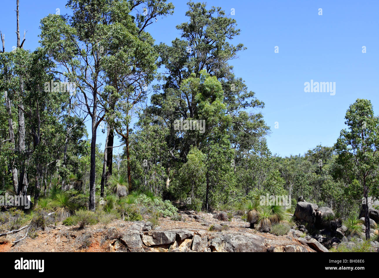 Vegetation in Western Australia Stock Photo - Alamy
