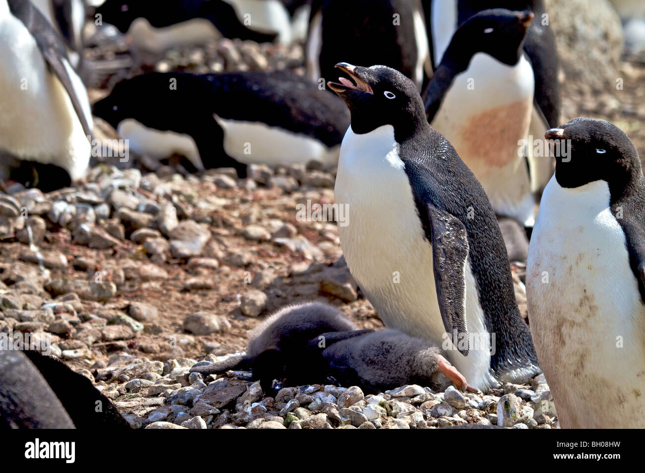 Baby Adelie Penguin Pictures