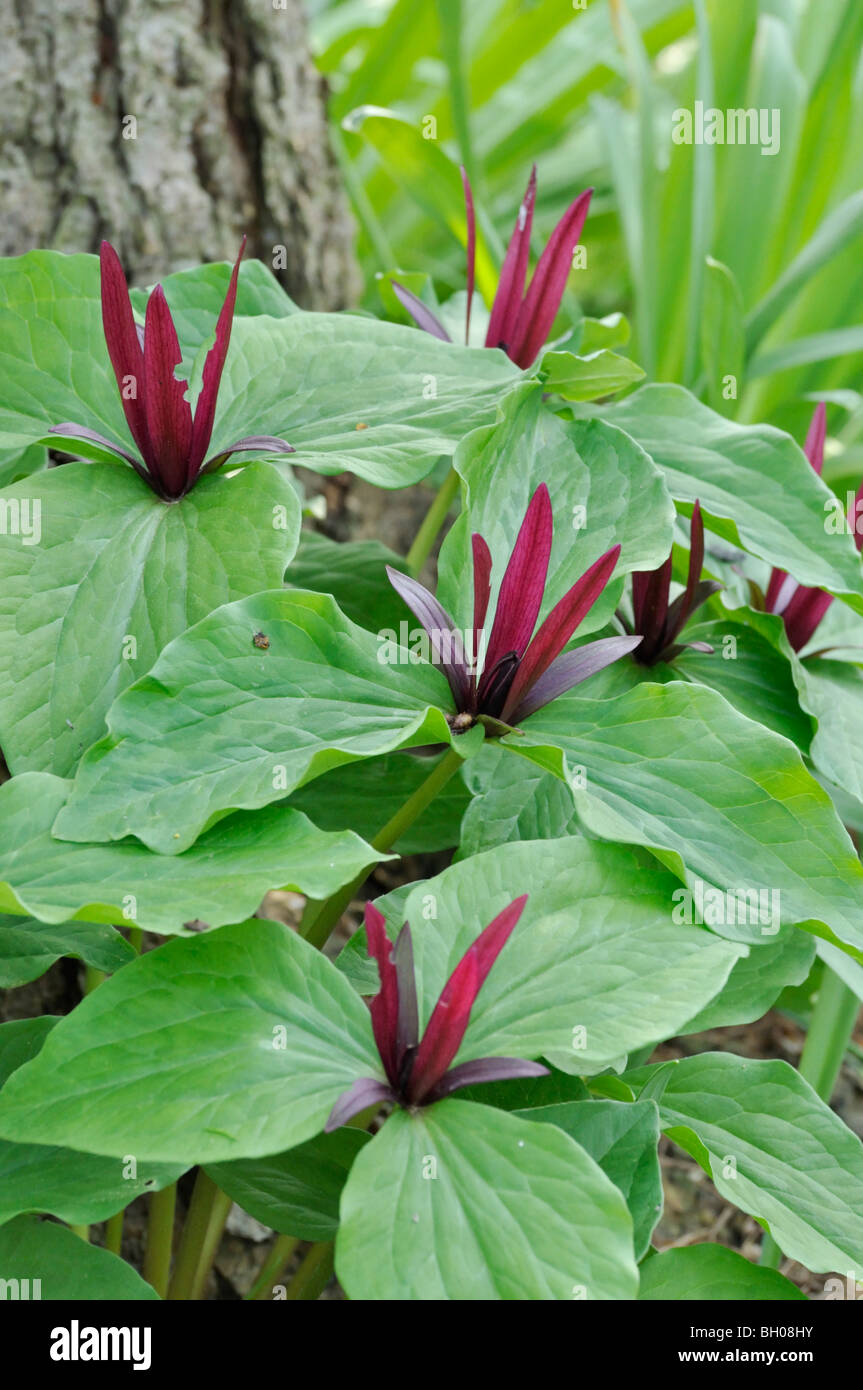 Trillium trillium hi-res stock photography and images - Alamy