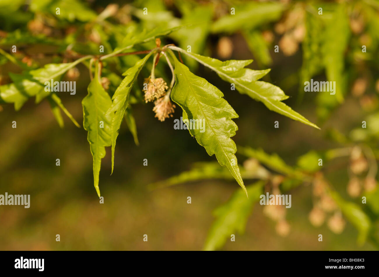 Cutleaf beech (Fagus sylvatica 'Laciniata' Stock Photo - Alamy