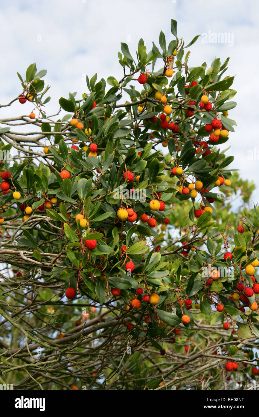Arbutus, Killarney Strawberry Tree, Strawberry Madrone, Strawberry Tree ...