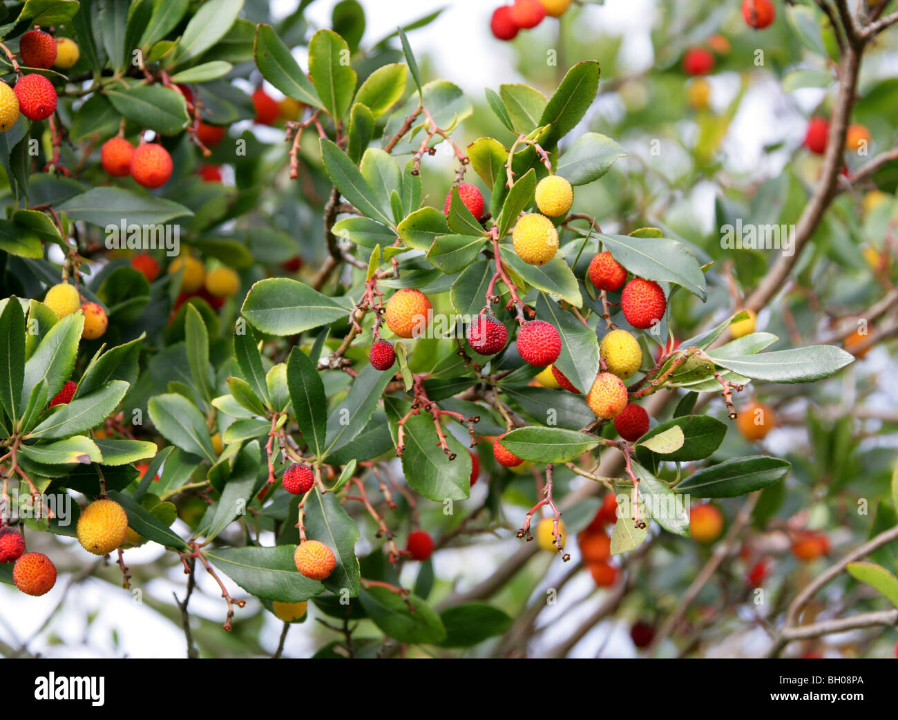 Madrone Tree High Resolution Stock Photography and Images - Alamy