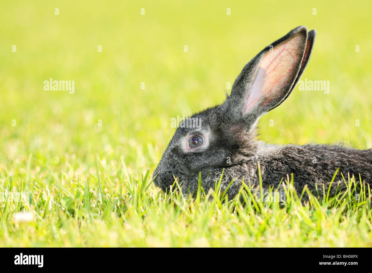 dark gray rabbit lying in a meadow Stock Photo - Alamy