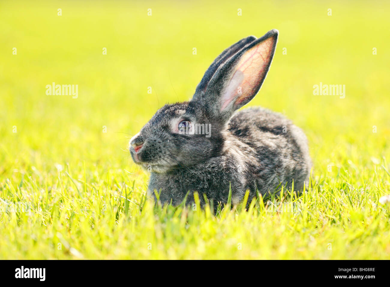 dark gray rabbit lying in a meadow Stock Photo - Alamy