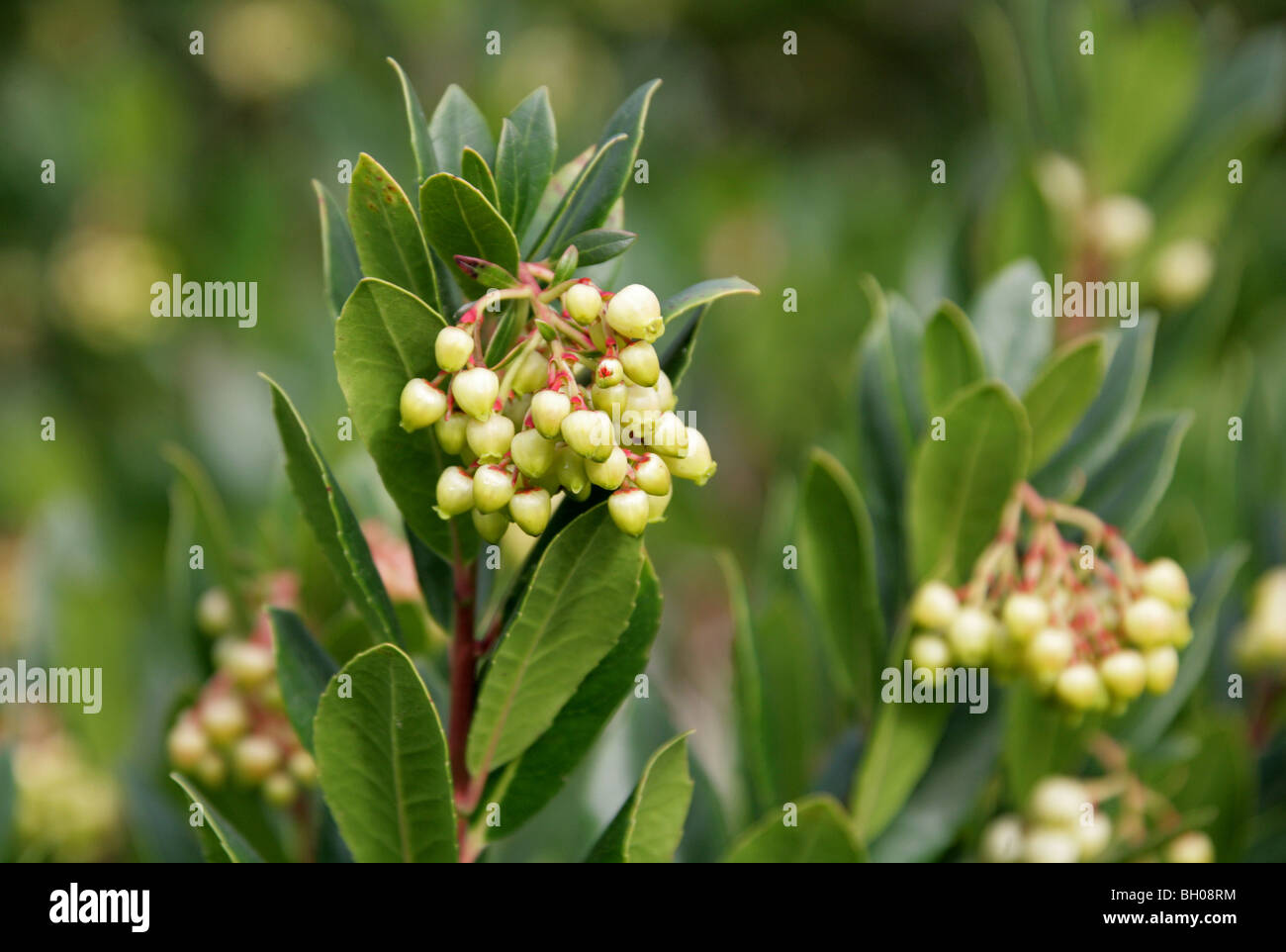 Arbutus, Killarney Strawberry Tree, Strawberry Madrone, Strawberry Tree ...