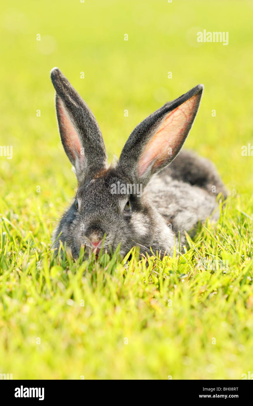 Rabbit lagomorphs hi-res stock photography and images - Alamy