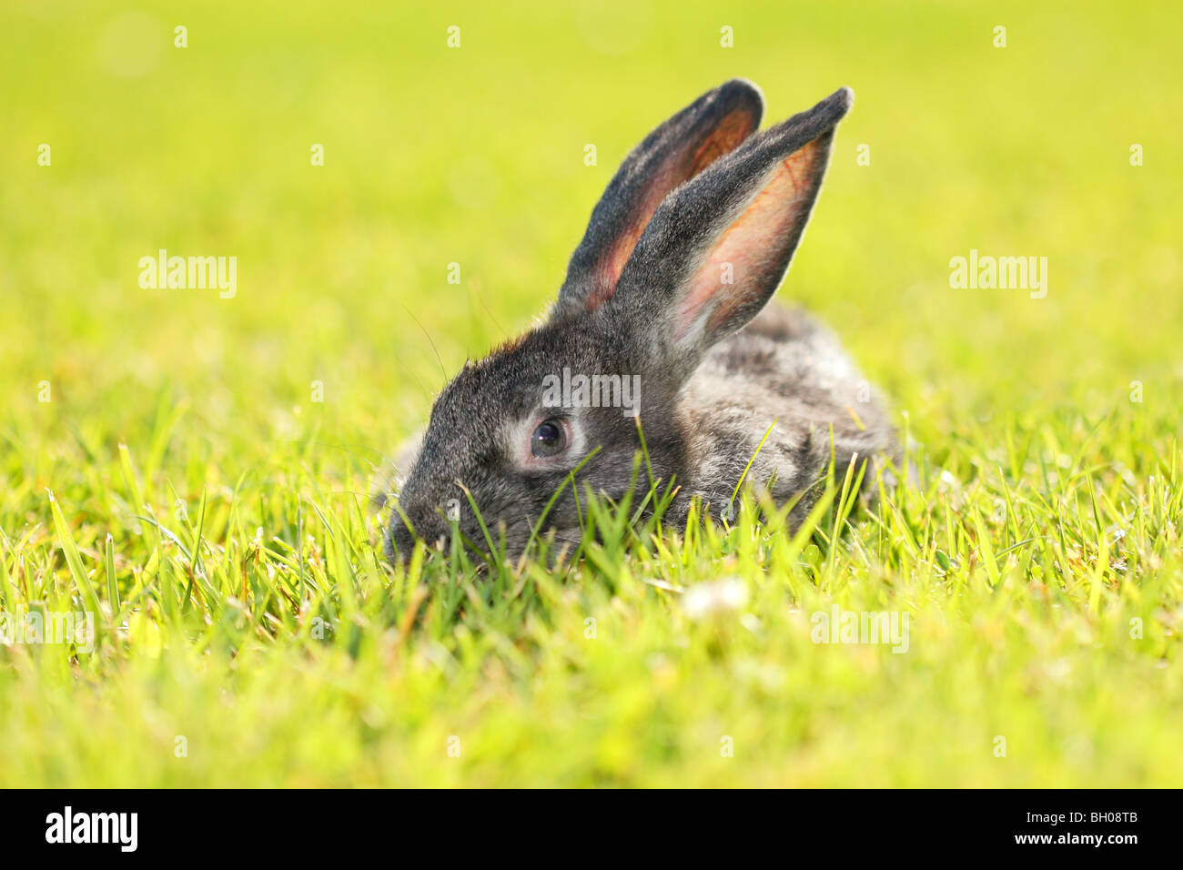 dark gray rabbit lying in a meadow Stock Photo - Alamy