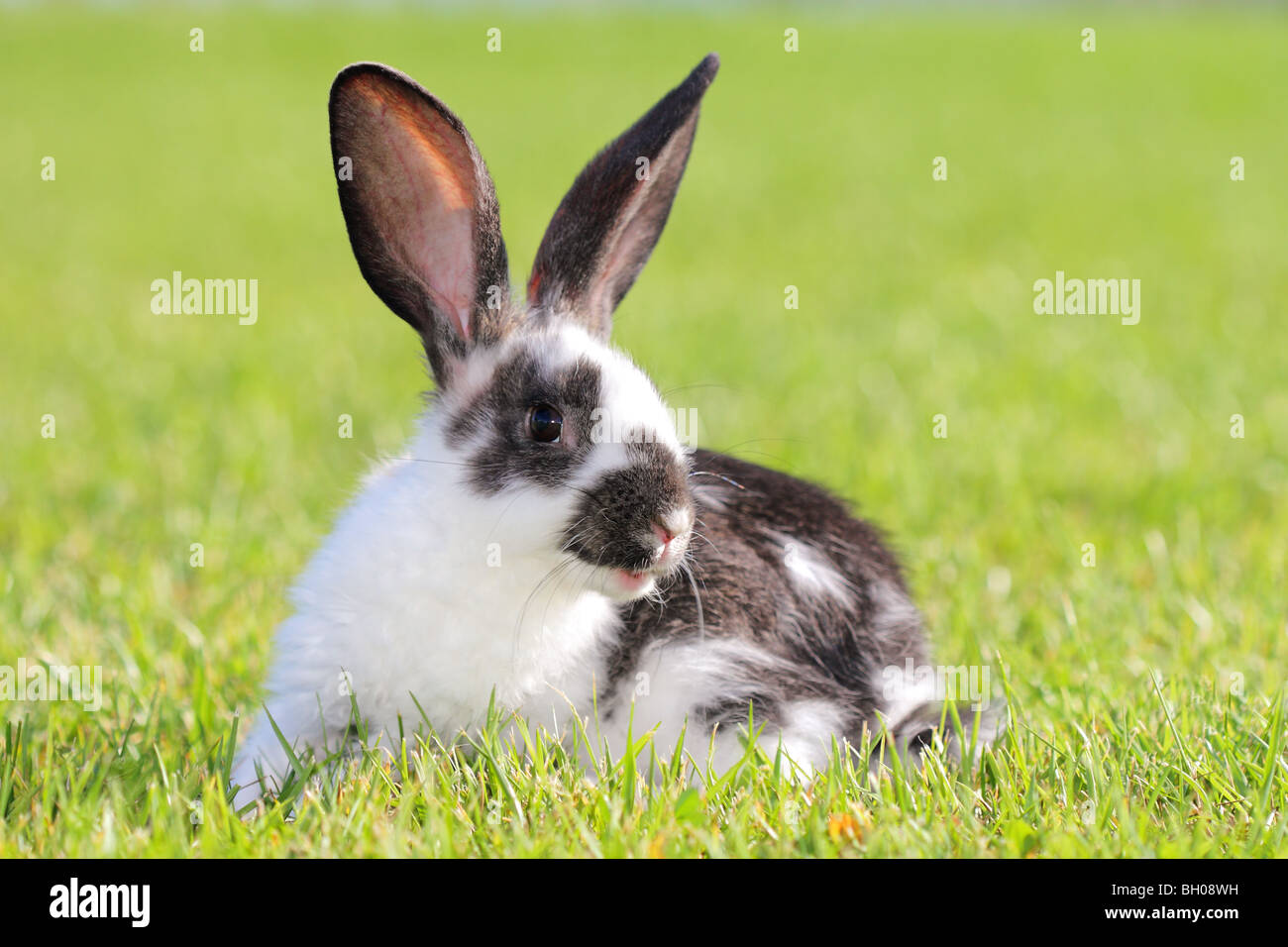 white - gray rabbit lying in a green meadow Stock Photo - Alamy