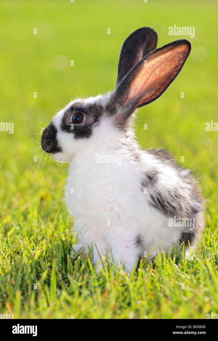 white - gray rabbit lying in a green meadow Stock Photo - Alamy