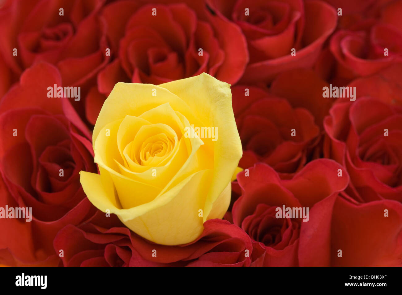 Yellow rose on bed of red roses Stock Photo - Alamy