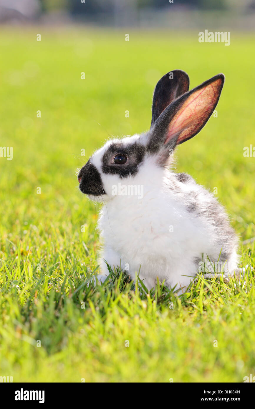 white - gray rabbit lying in a green meadow Stock Photo - Alamy