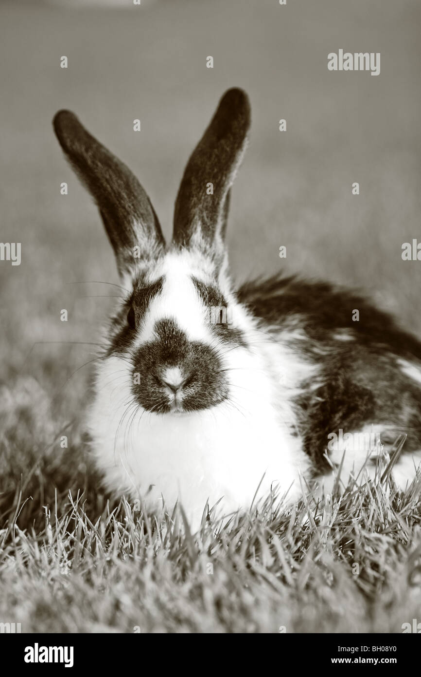 white - gray rabbit lying in a green meadow Stock Photo - Alamy