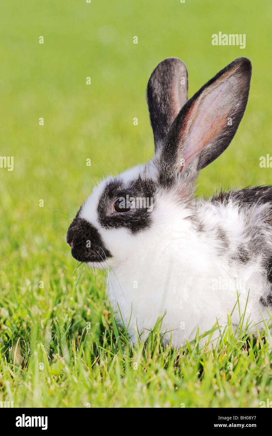 white - gray rabbit lying in a green meadow Stock Photo - Alamy