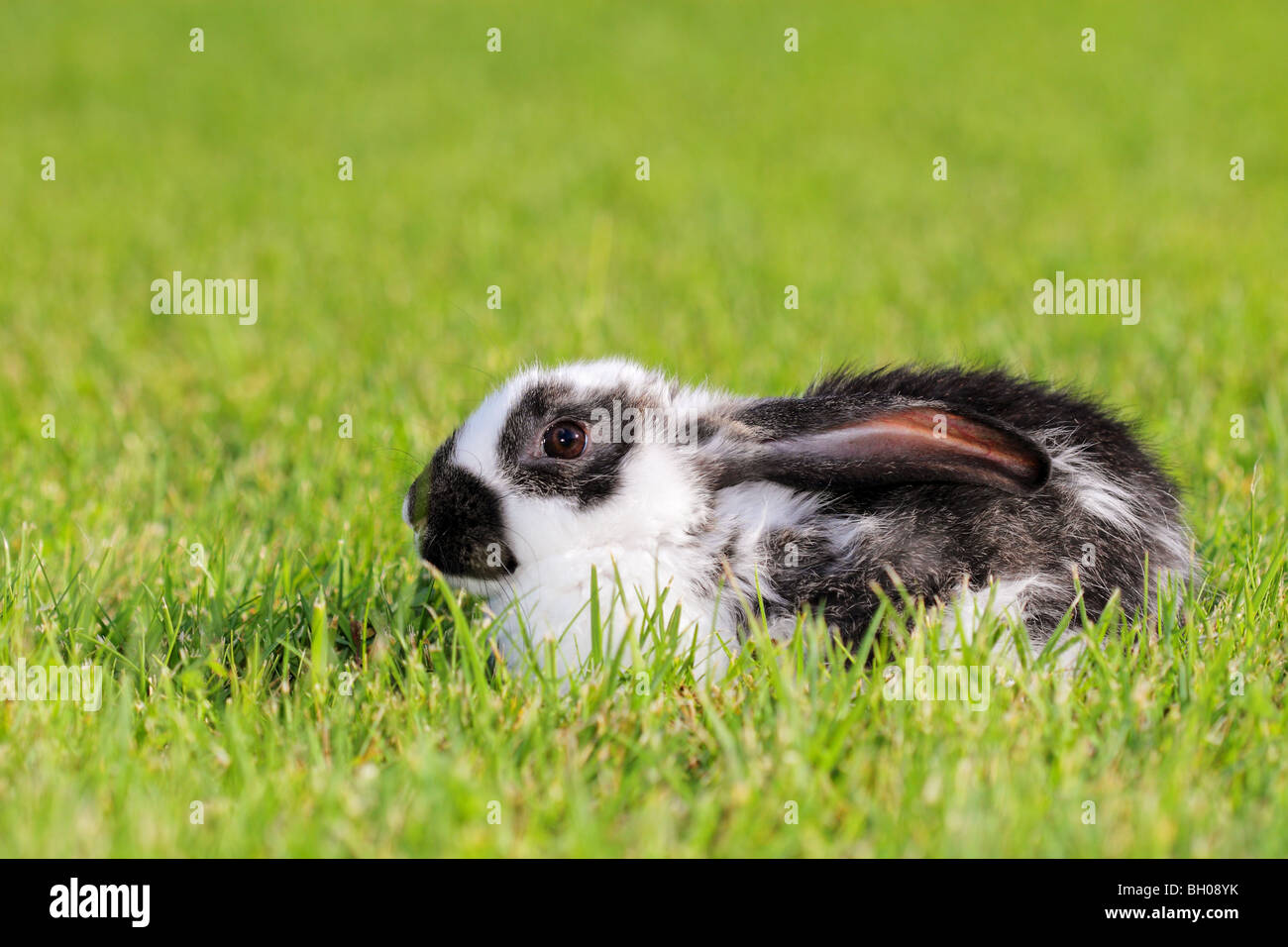 white - gray rabbit lying in a green meadow Stock Photo - Alamy