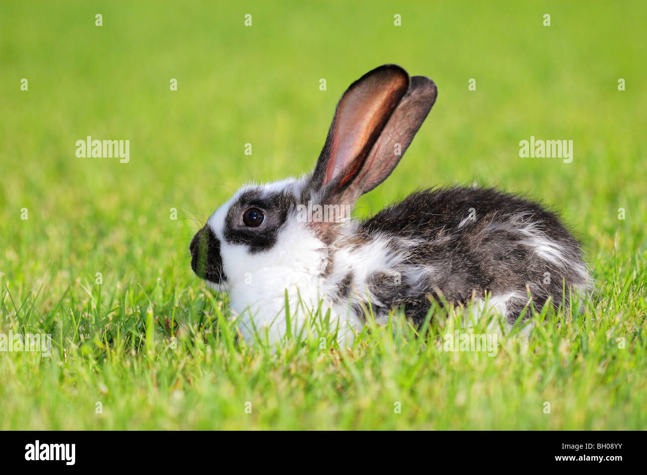 white - gray rabbit lying in a green meadow Stock Photo - Alamy