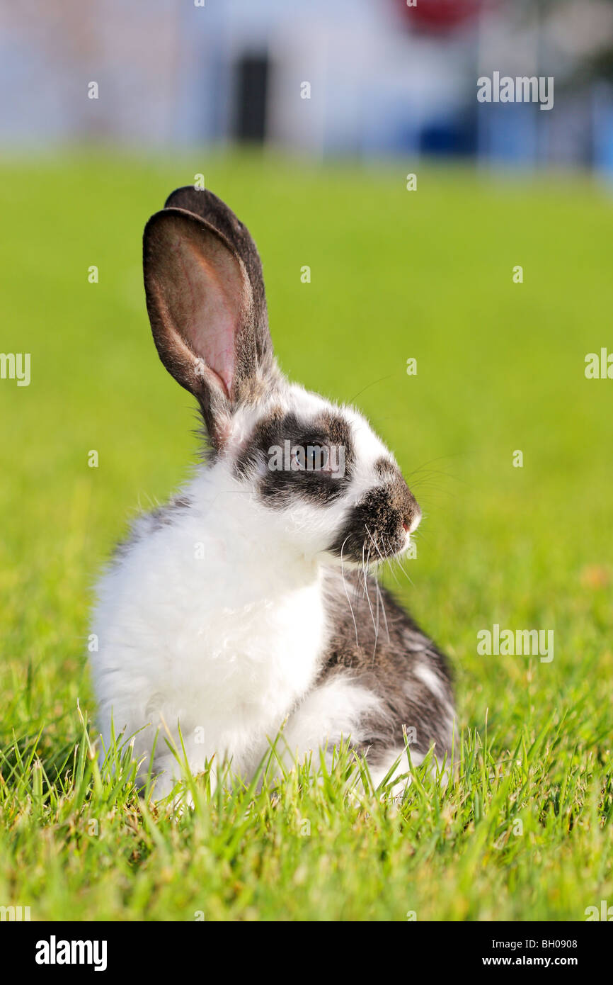 white - gray rabbit lying in a green meadow Stock Photo - Alamy