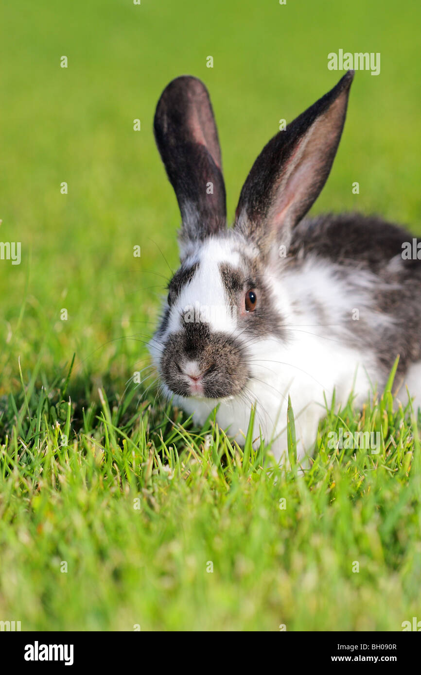 white - gray rabbit lying in a green meadow Stock Photo - Alamy