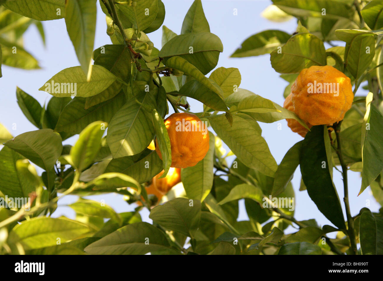 Bitter Orange, also known as Seville Orange, Sour Orange, Bigarade ...