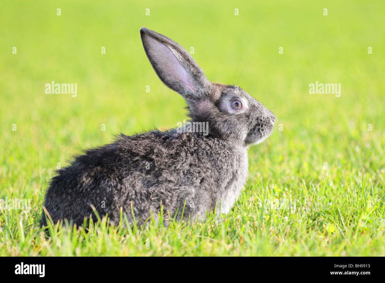 dark gray rabbit lying in a meadow Stock Photo - Alamy