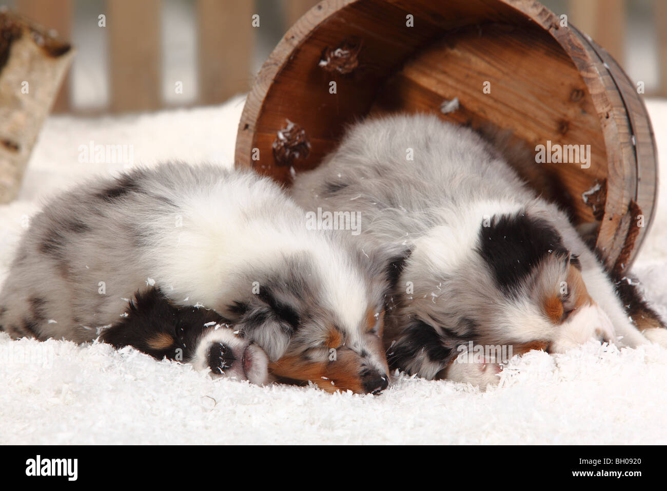 Australian Shepherd, black-tri and blue-merle, puppies, 6 weeks Stock ...