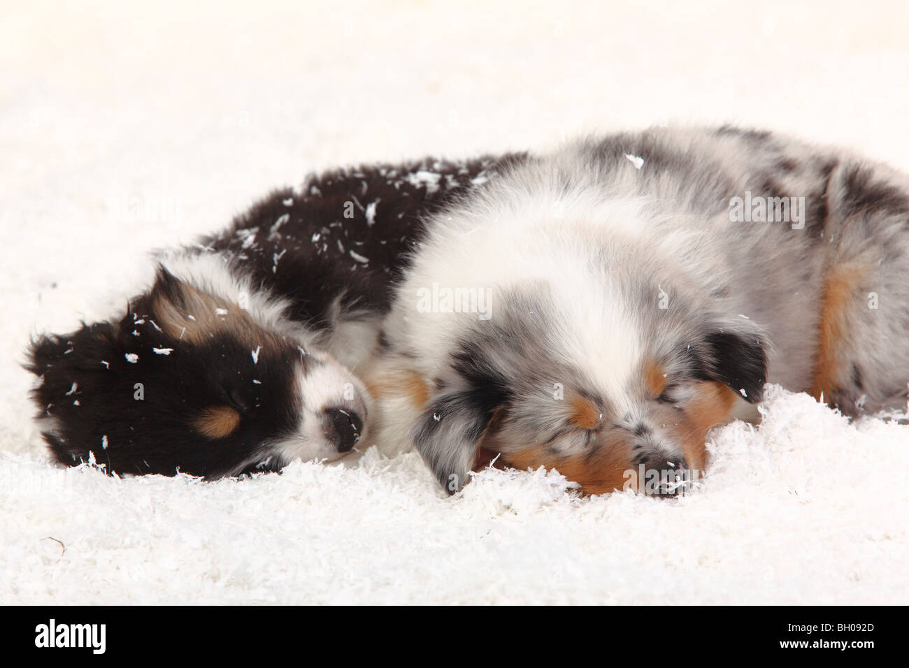 Australian Shepherd, black-tri and blue-merle, puppies, 6 weeks Stock ...