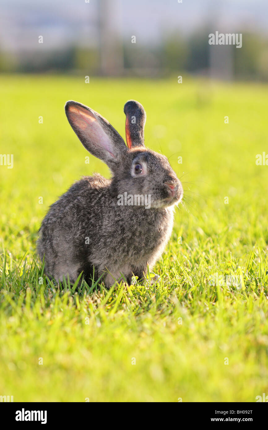 dark gray rabbit lying in a meadow Stock Photo - Alamy