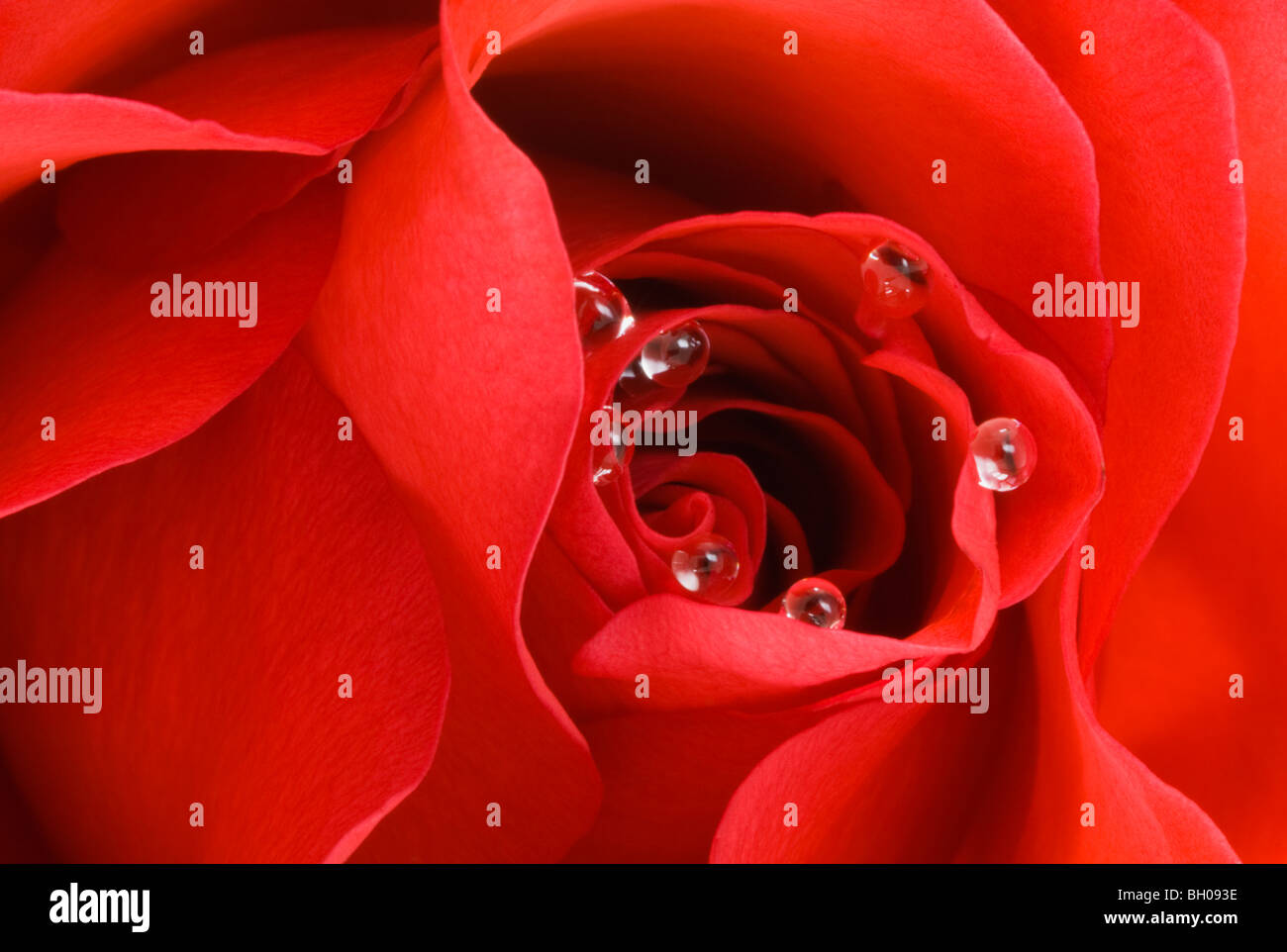 Red rose detail with drops of water Stock Photo - Alamy