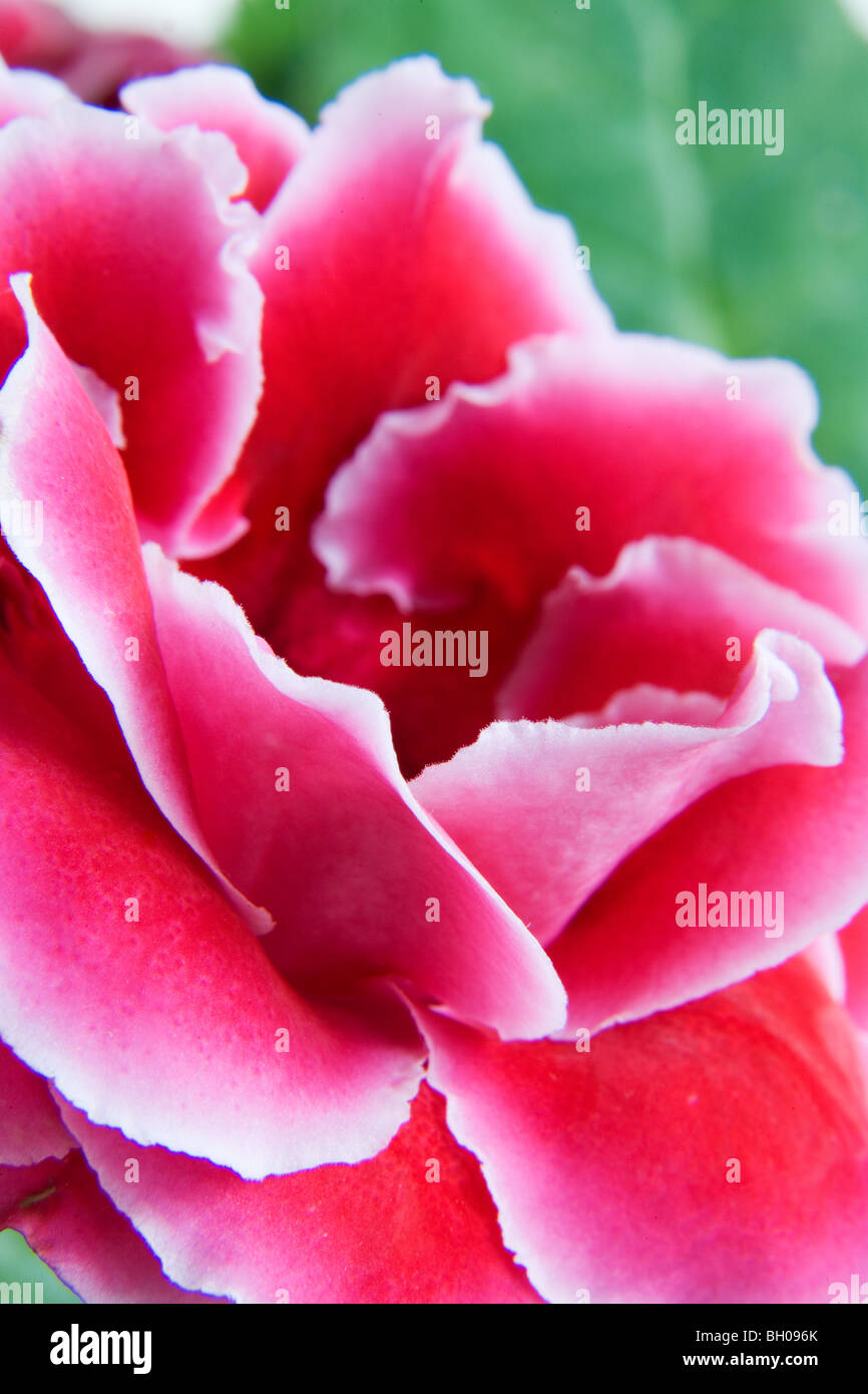 Red flower pedals hi-res stock photography and images - Alamy