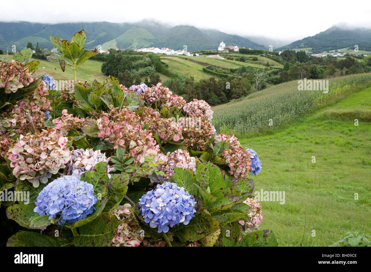 Western hydrangea hi-res stock photography and images - Alamy