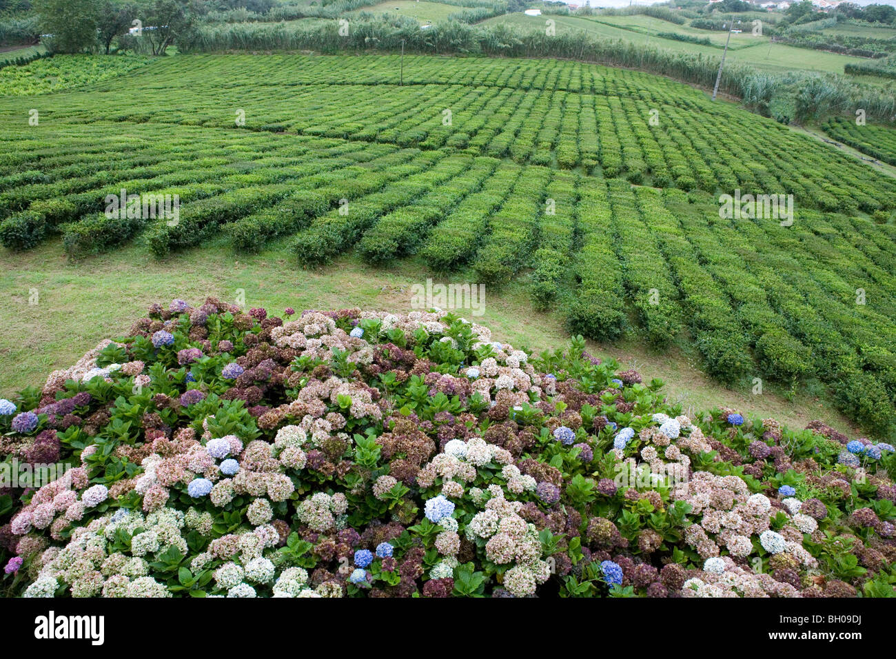 Azores hydrangea farm hi-res stock photography and images - Alamy