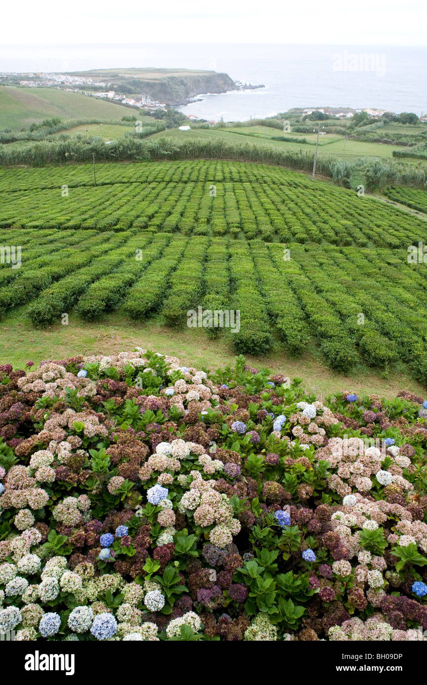 Azores hydrangea farm hi-res stock photography and images - Alamy