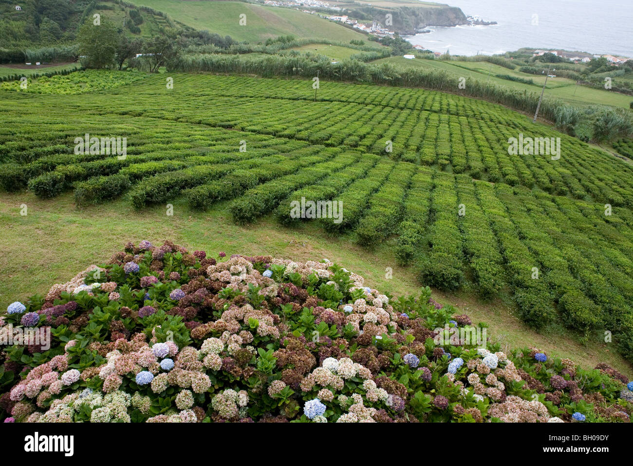 Azores hydrangea farm hi-res stock photography and images - Alamy