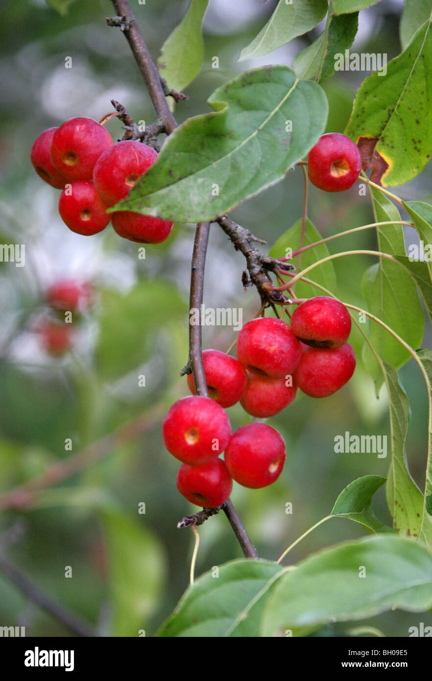 Siberian Crab Apple, Malus baccata, Rosaceae, East Asia, North Central ...