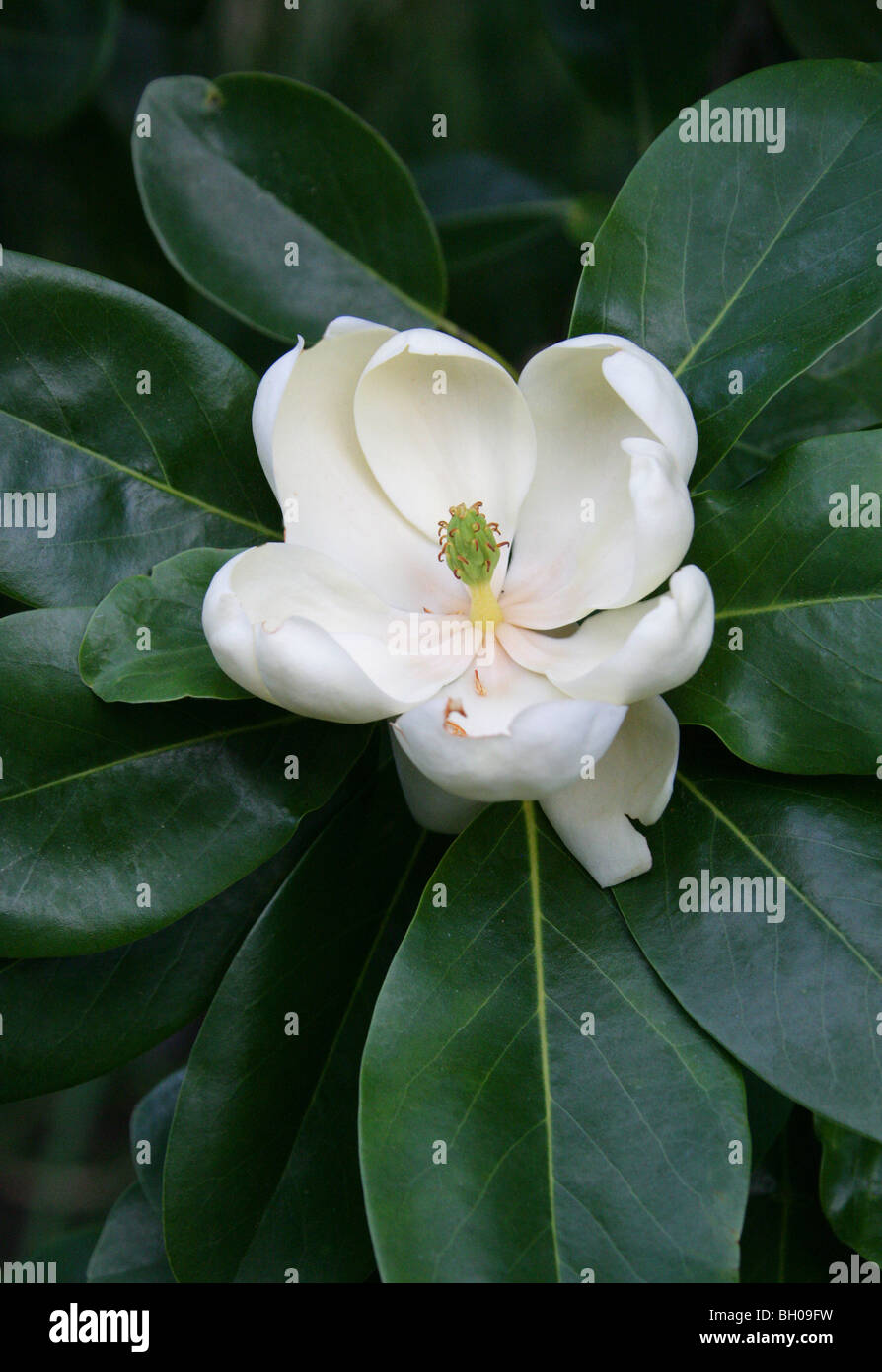 Sweetbay magnolia tree High Resolution Stock Photography and Images - Alamy