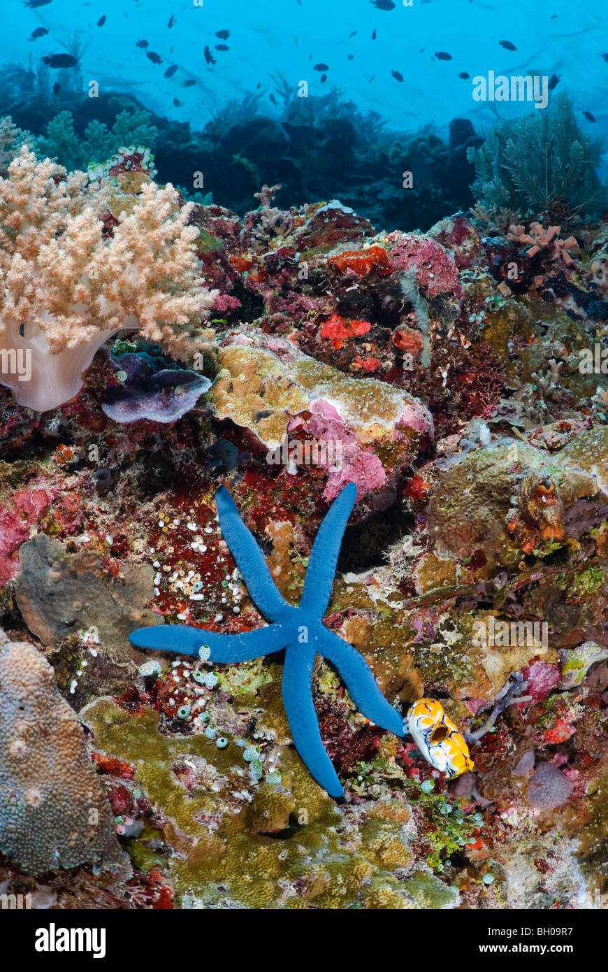 Blue Sea Star, Linckia laevigata, Bunaken Marine Park, Sulawesi ...