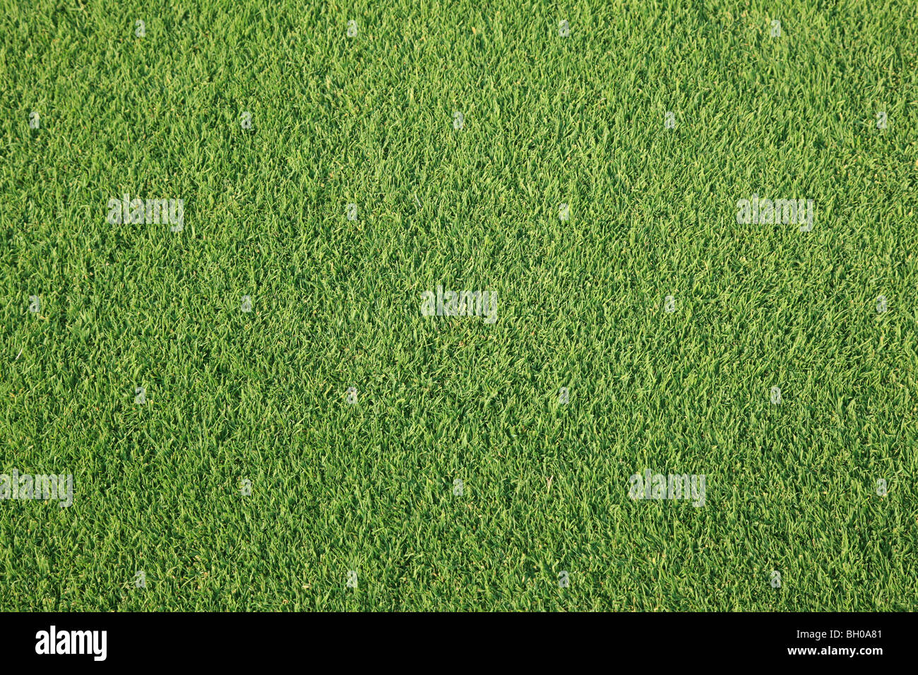 grass on golf course Stock Photo - Alamy