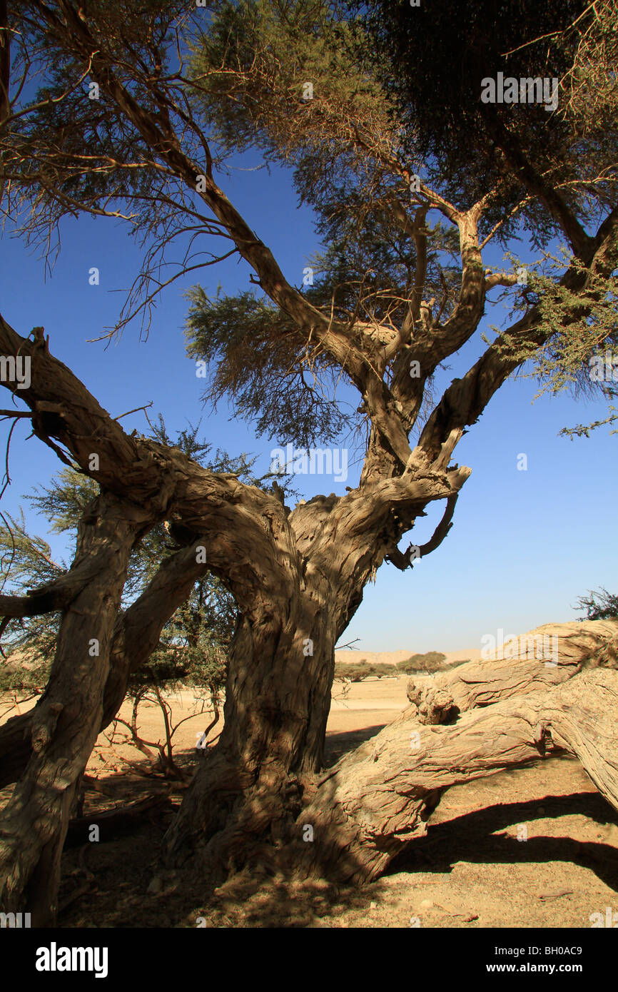 Israel, Arava, Acacia Raddiana at Hai Bar, the National Biblical ...