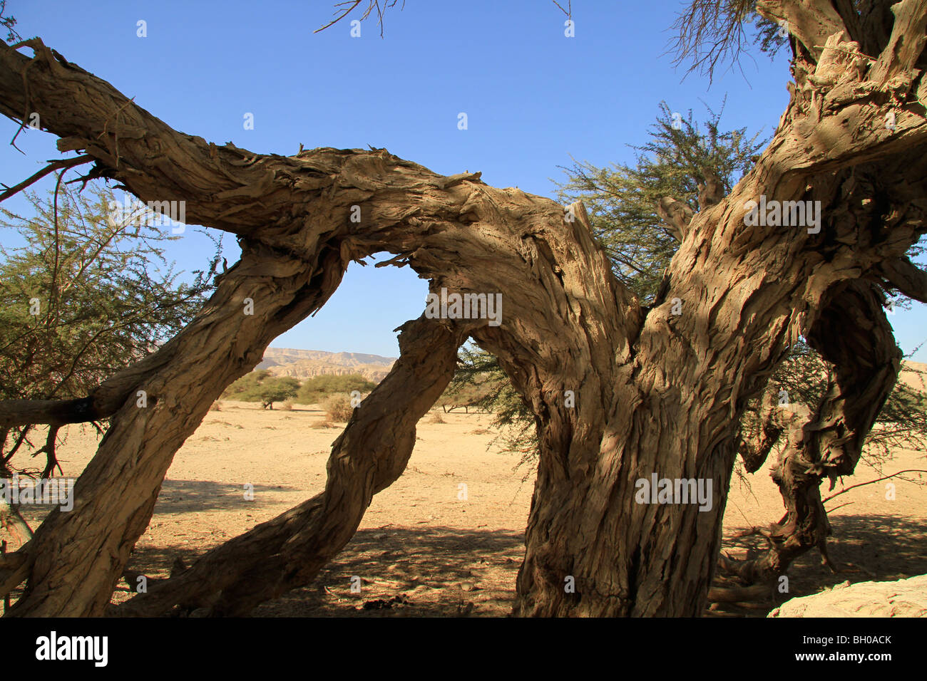Acacia raddiana hi-res stock photography and images - Alamy