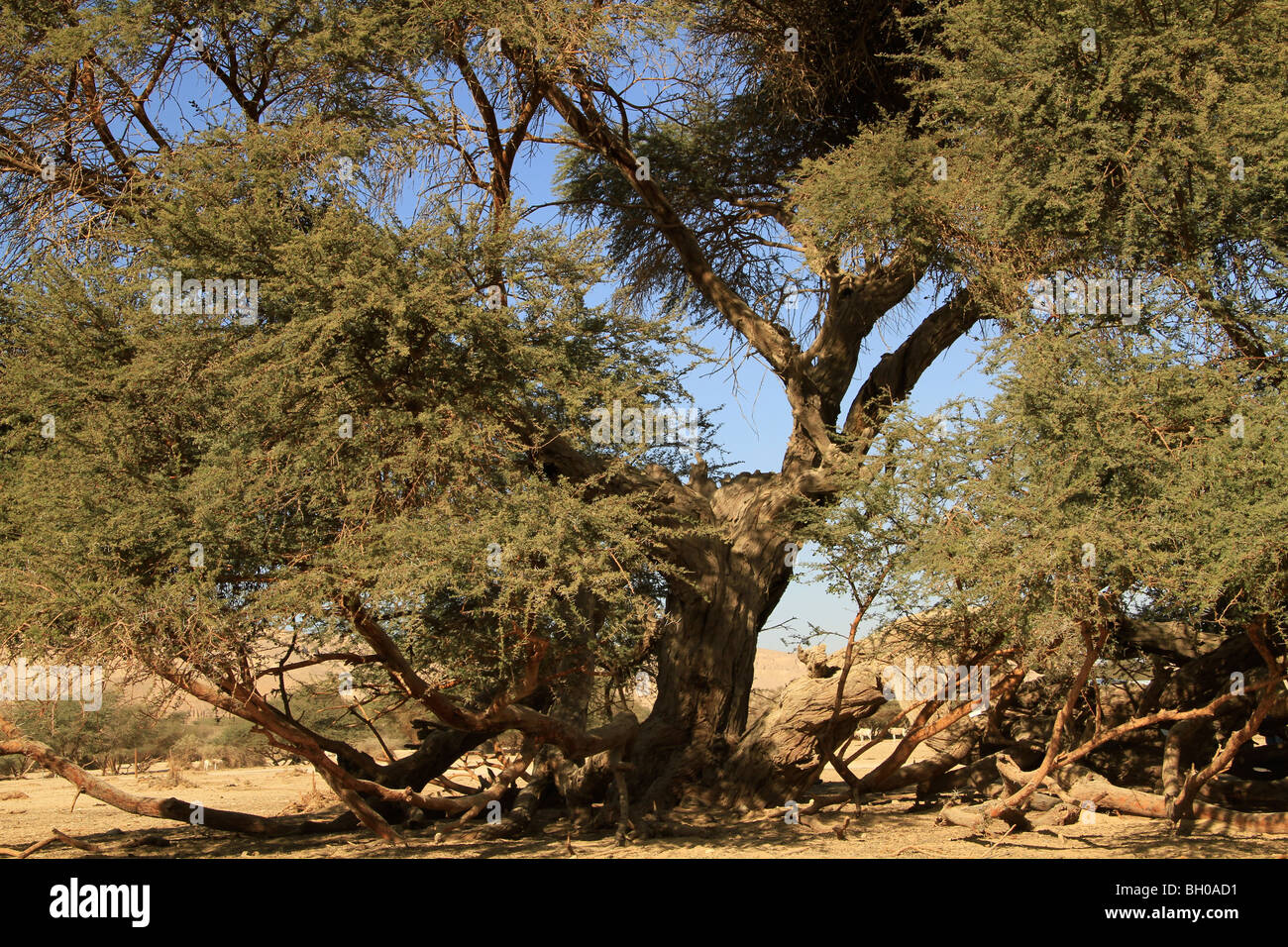Acacia raddiana hi-res stock photography and images - Alamy