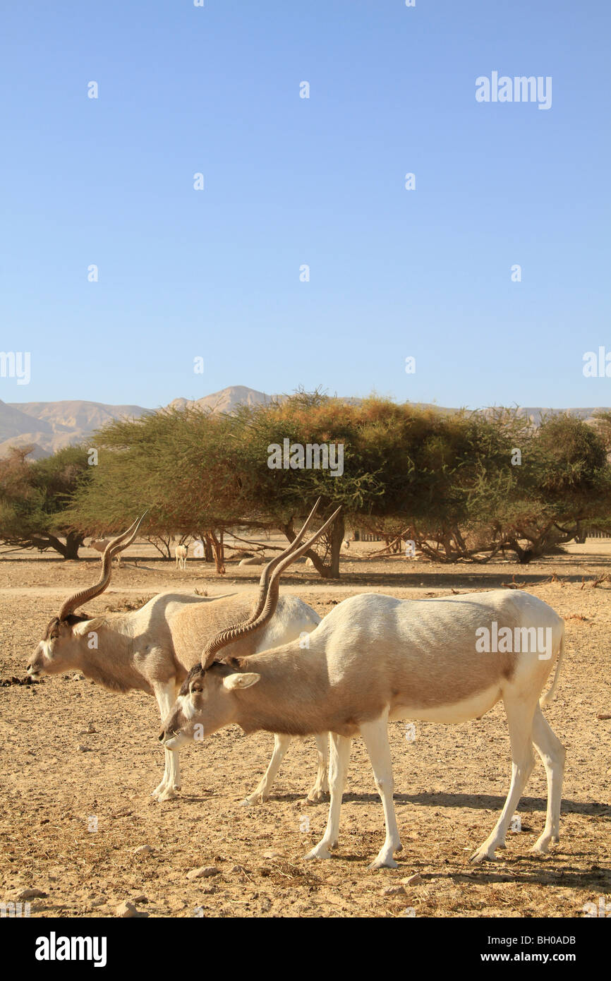 Addax hi-res stock photography and images - Alamy